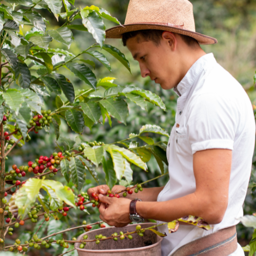 Meet Our Coffee Producers | True Coffees